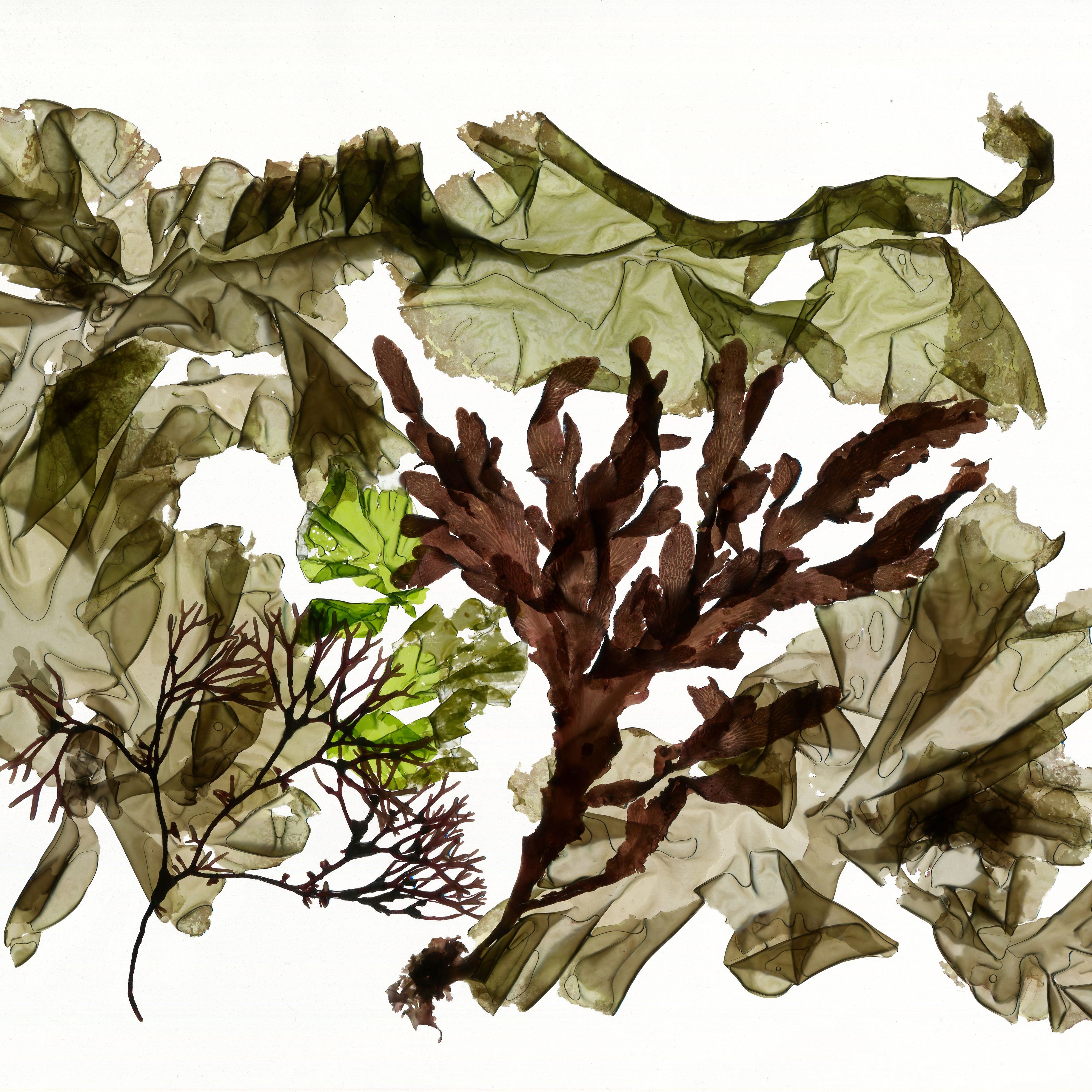 Botany | Research at The Academy of Natural Sciences of Drexel University