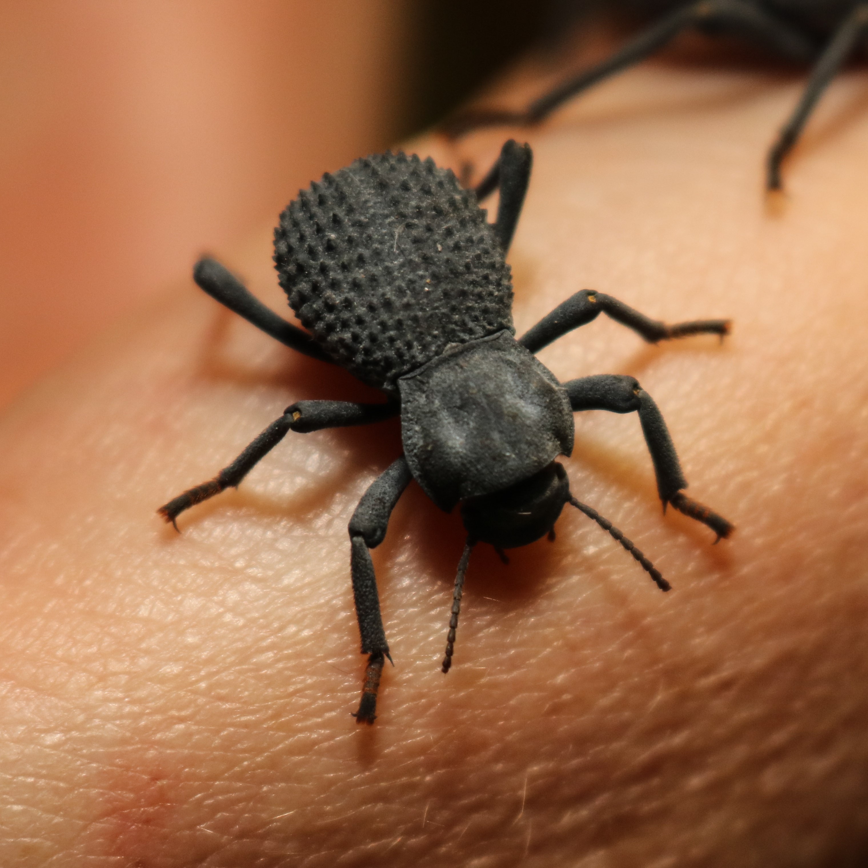 Entomology | Research at The Academy of Natural Sciences of Drexel ...