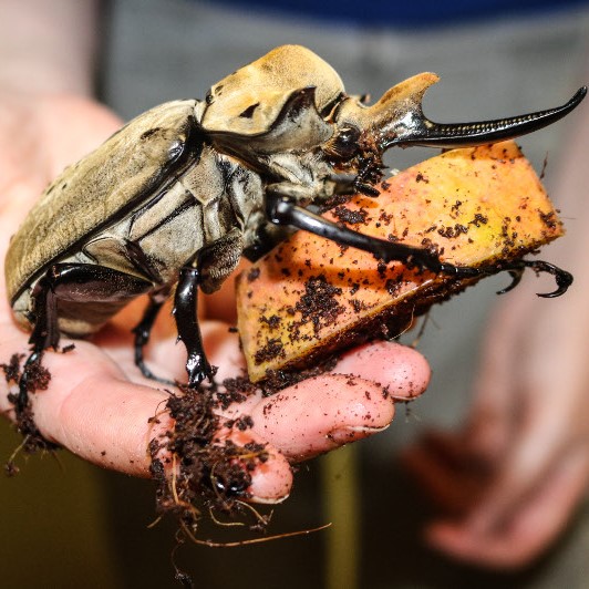 Entomology | Research at The Academy of Natural Sciences of Drexel ...